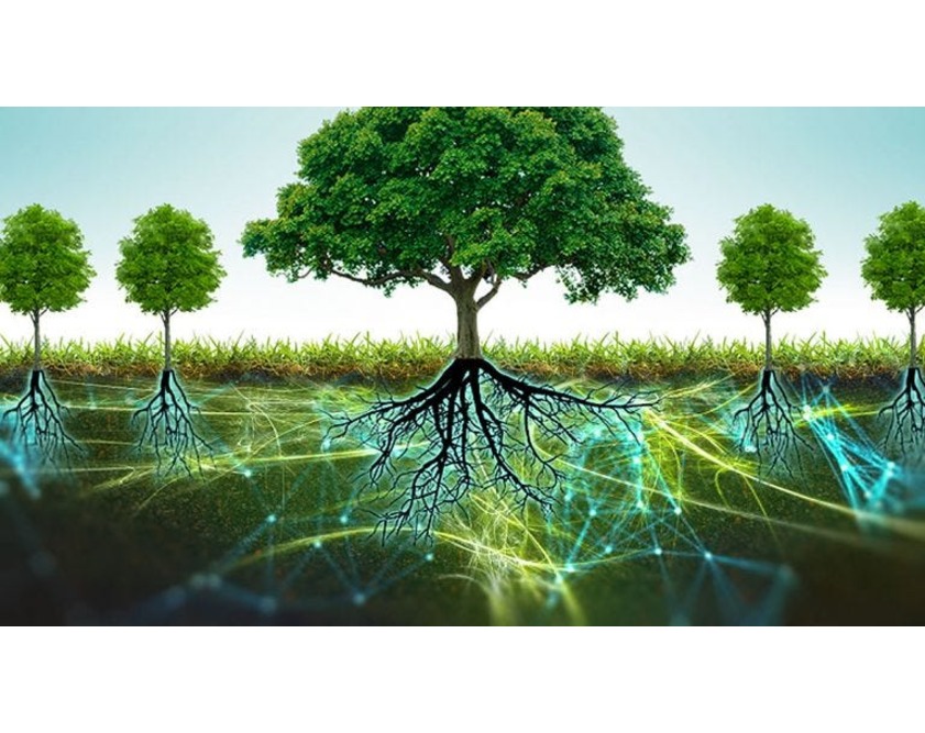 Eldest and Oldest: Middle-earth’s Mother/Father Trees – Will Sherwood